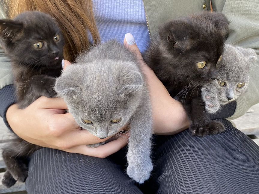 Котята в добрые руки