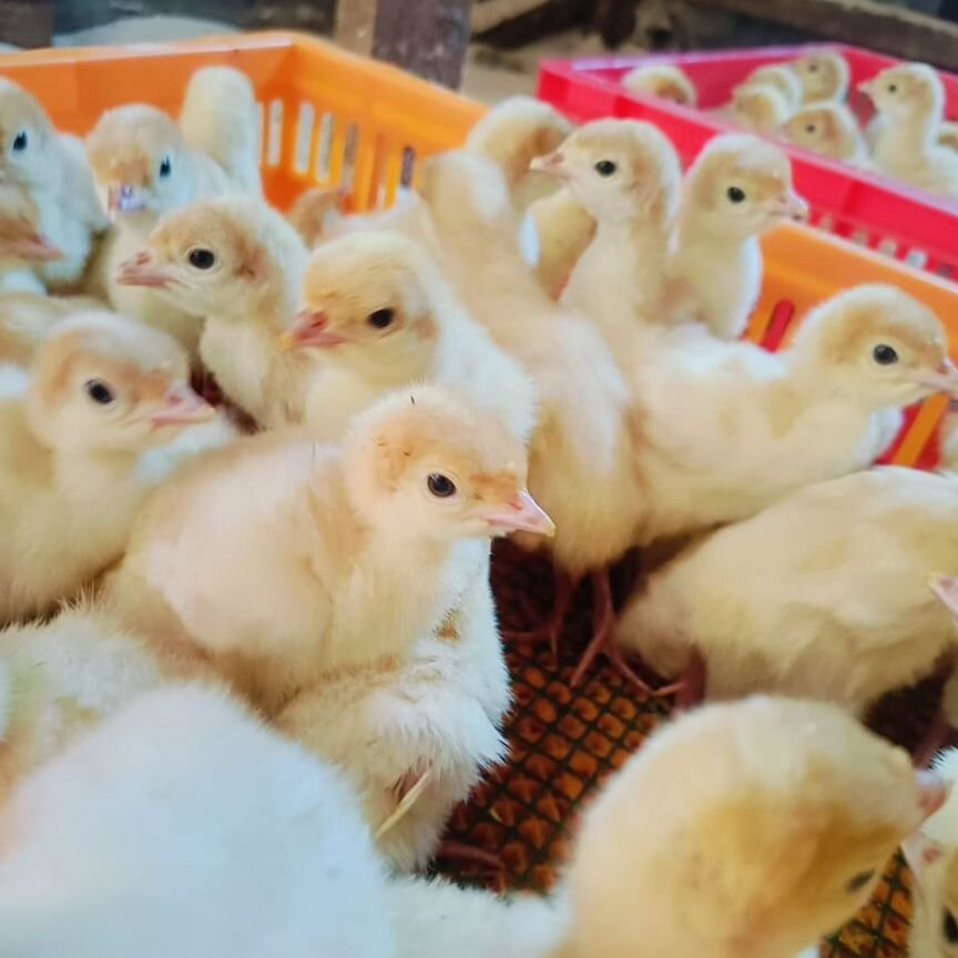 Цыплята бройлеры суточные Арбор Айкресс