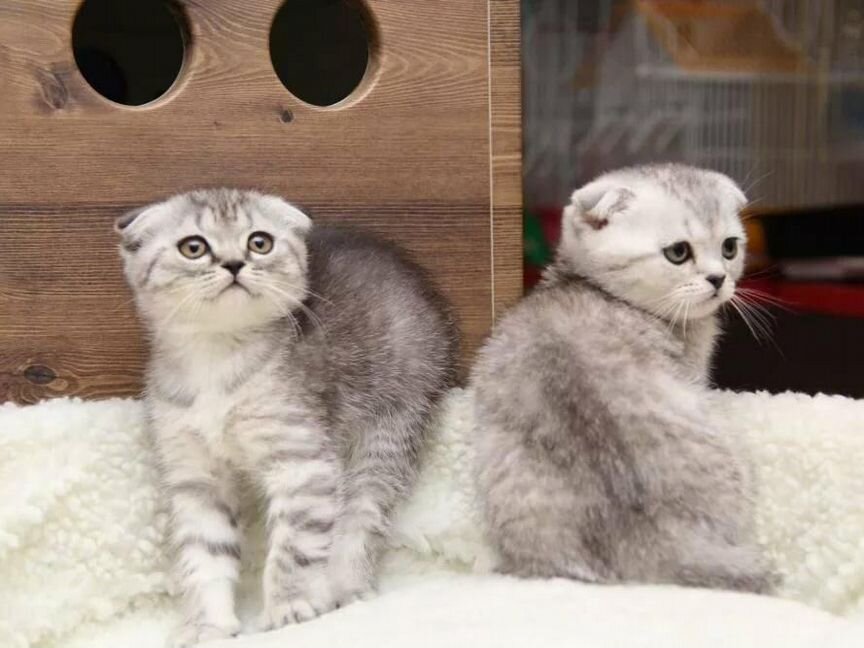 Шотландские котики