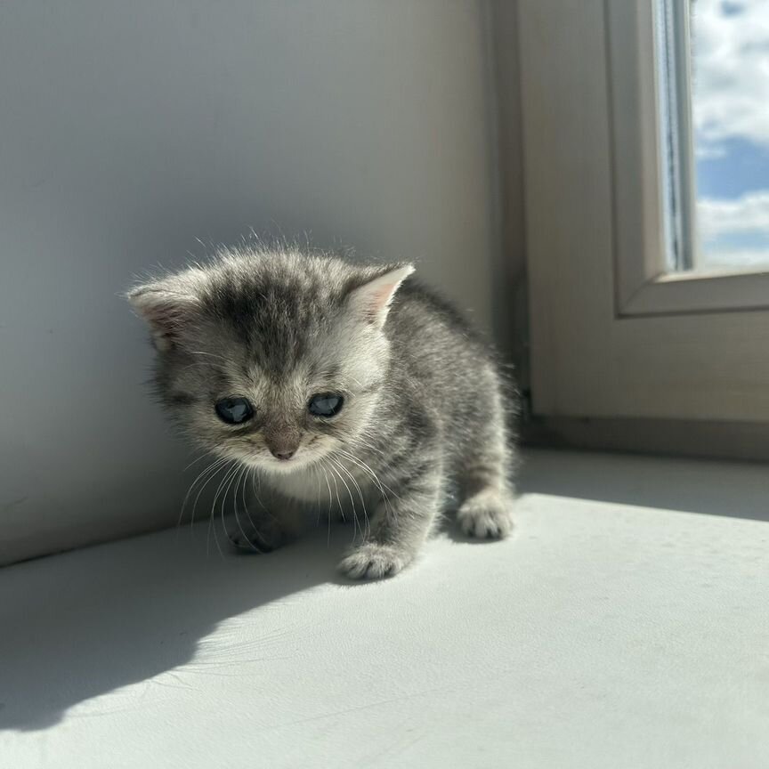 Шотландская