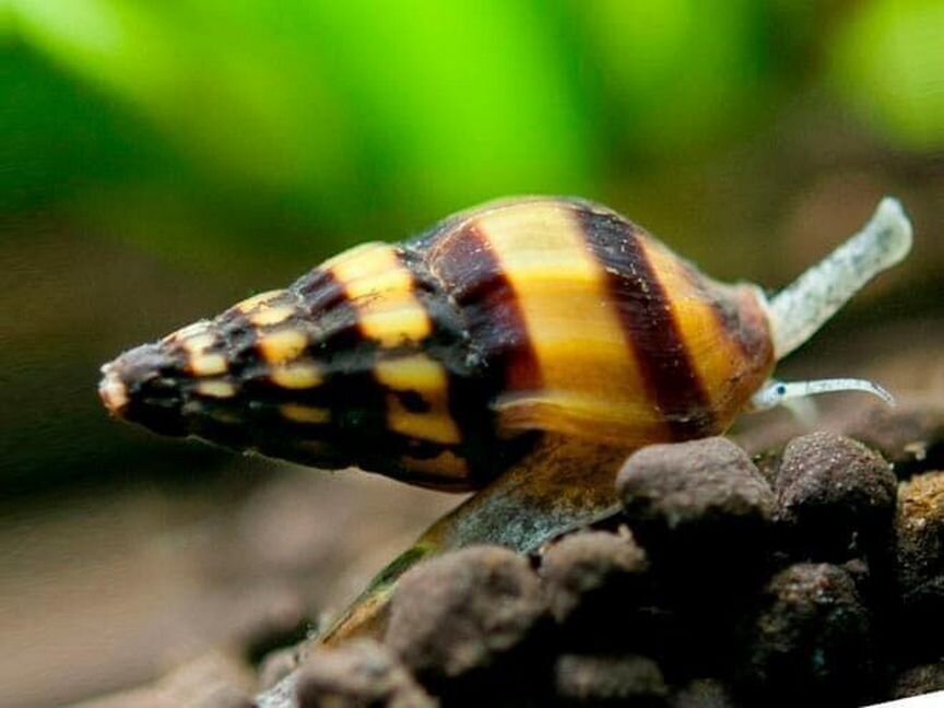 Улитка хелена