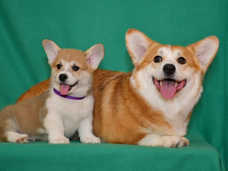 Лучшие Мальчики с документами РКФ