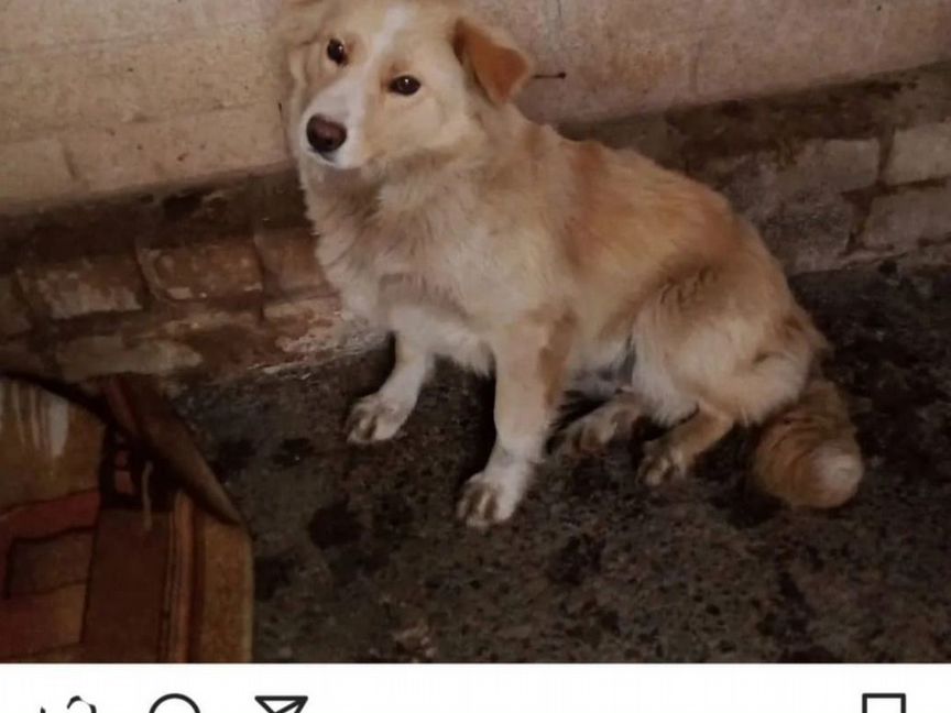 Собака в дар