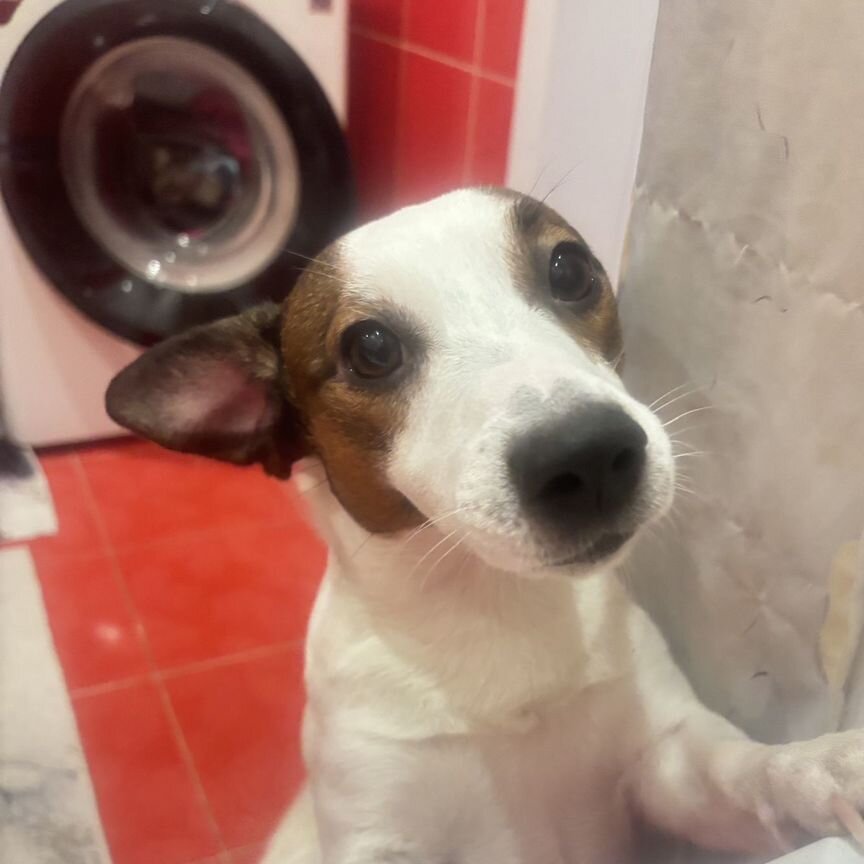 Джек-рассел-терьер, взрослый пёс