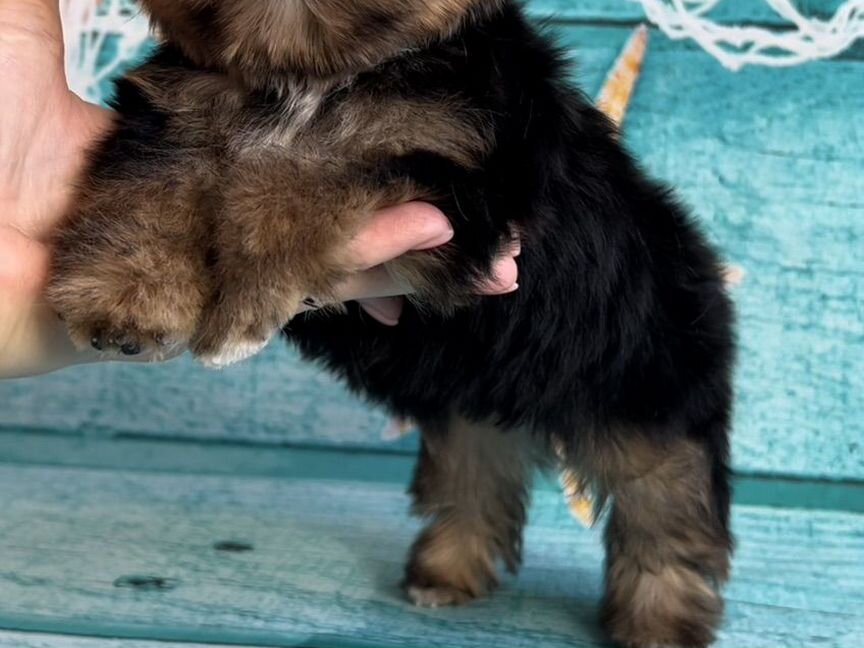 Йоркширский терьер мини беби фейс