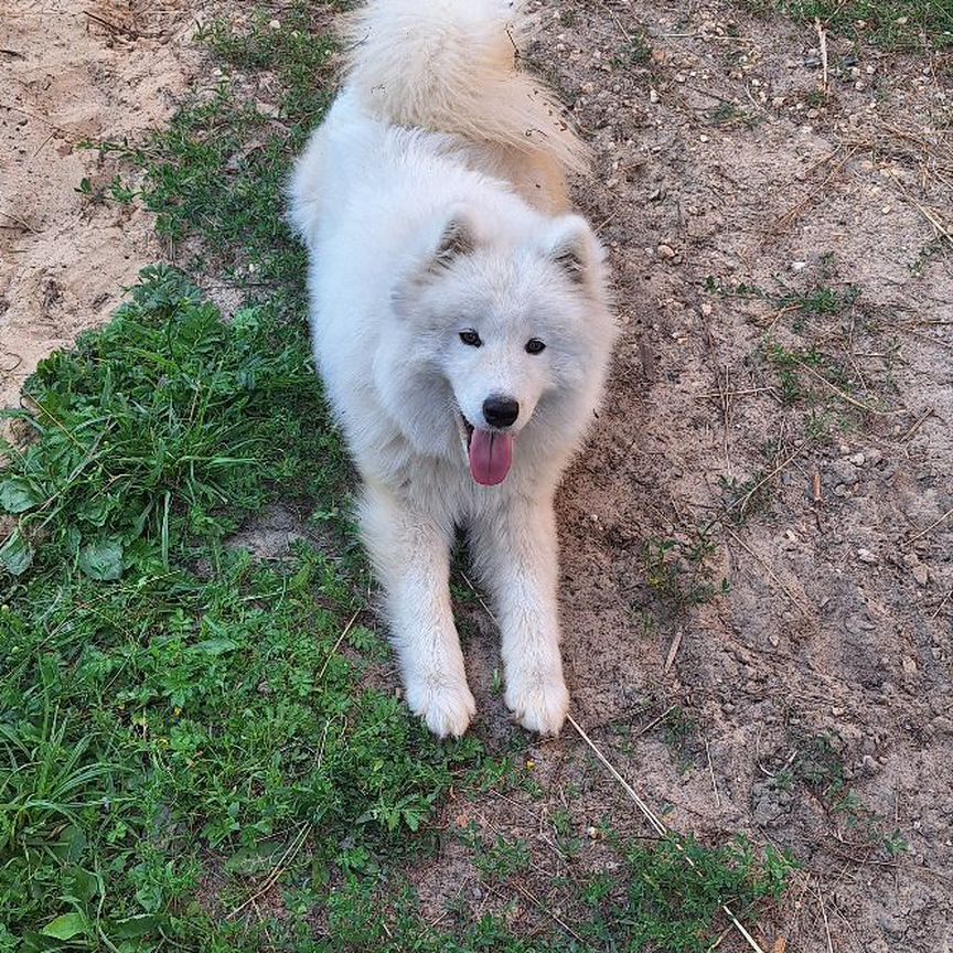 Самоедская лайка