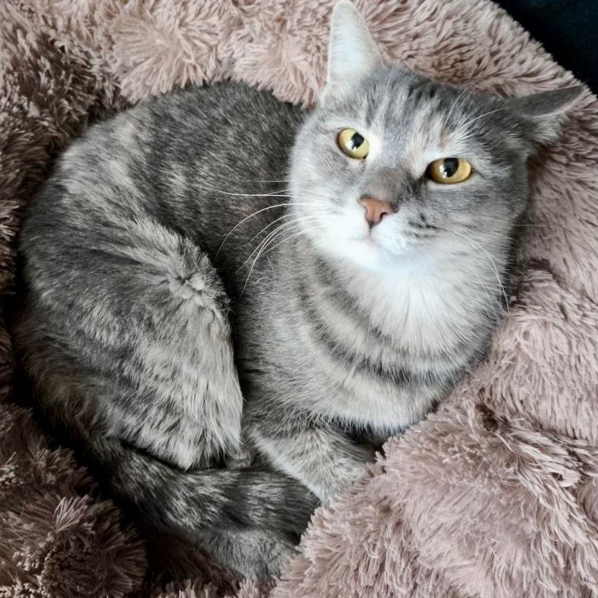 Взрослая кошка от частного владельца