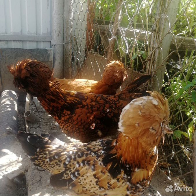 Петухи и Куры Падуаны