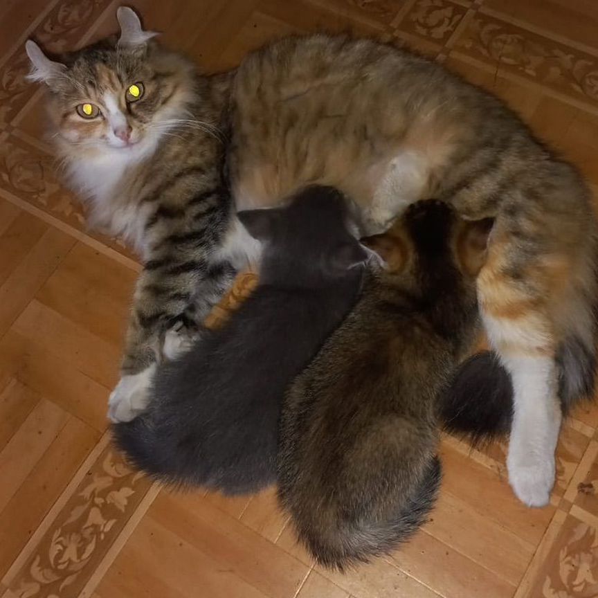 Котята