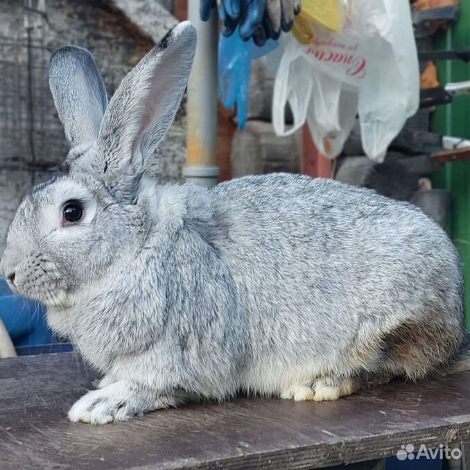Кролики Советская шиншилла