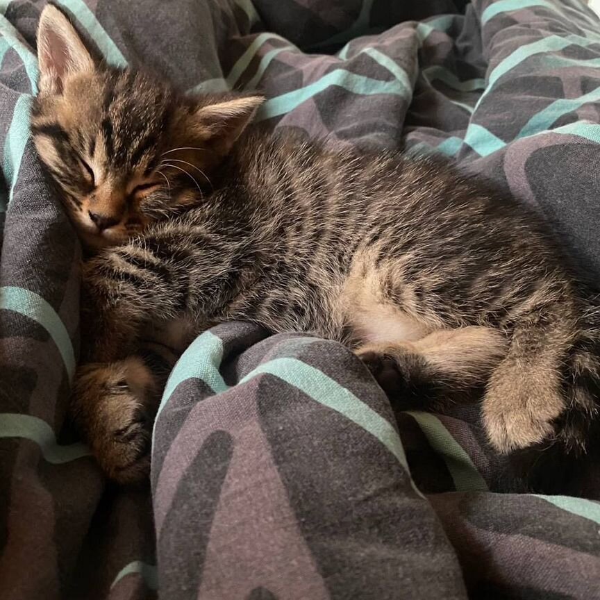 Котёнок в добрые руки