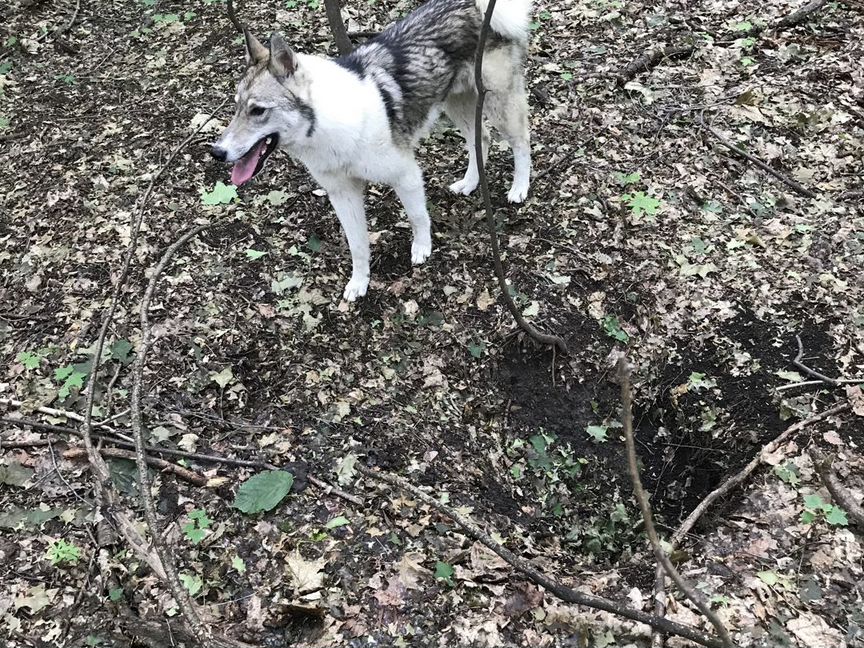 Зсл 1.5года к мияки