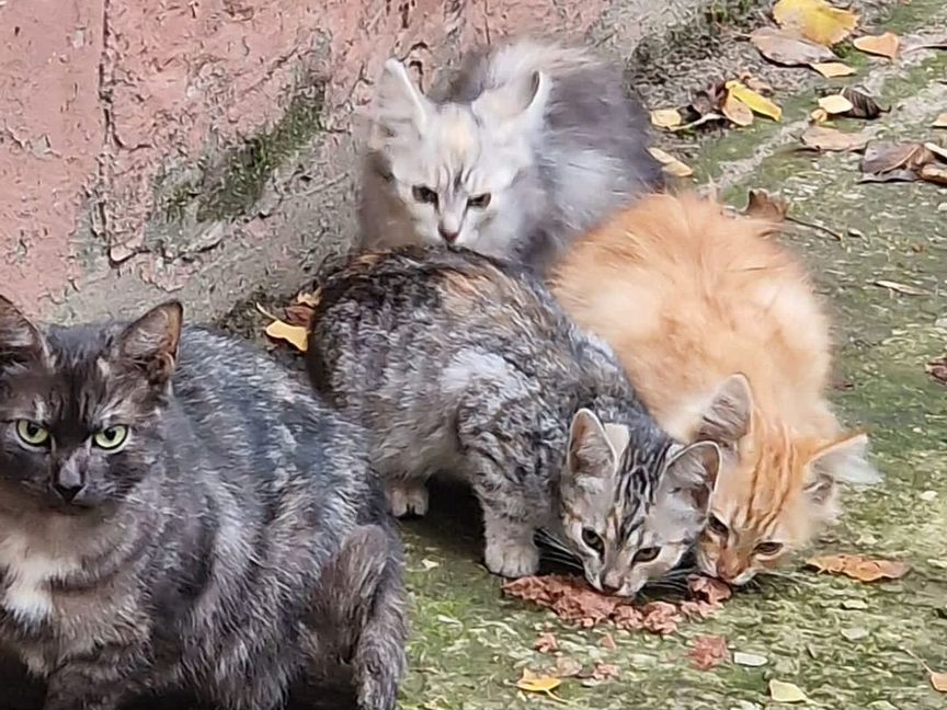 Котята выживают на улице