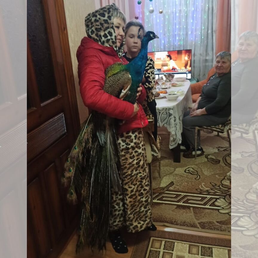 Продаются павлин и пава