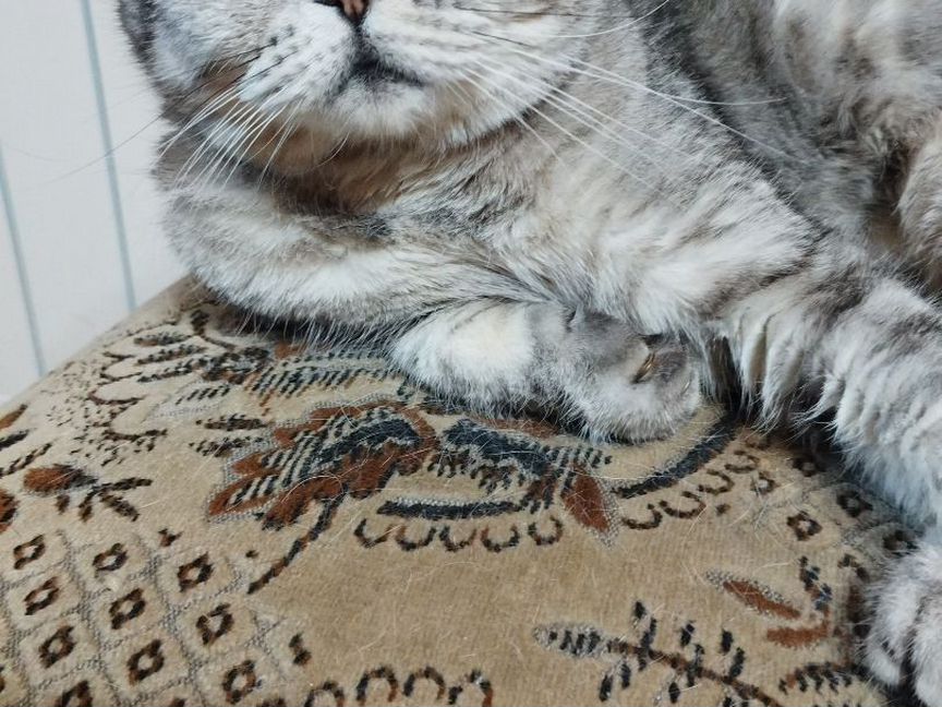 Шотландская