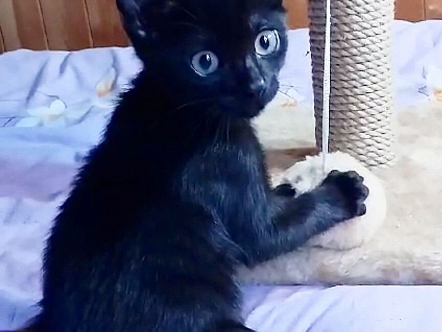Котенок