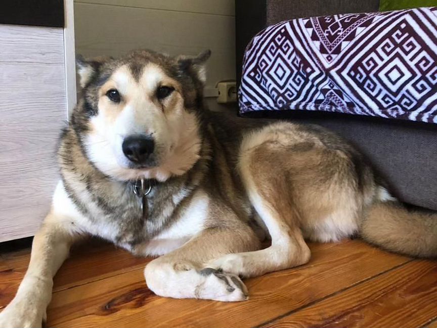 Самодостаточный пес Амур в добрые руки