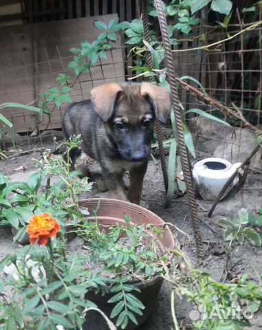 Щенок девочка Лиза. 3 мес