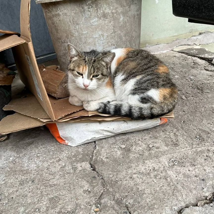 Не пускают даже погреться.Ласковая кошечка ищет до