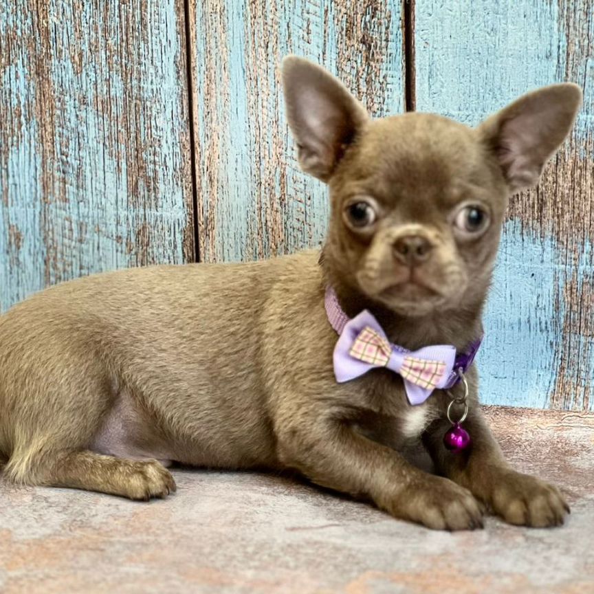 Чихуахуа, щенок