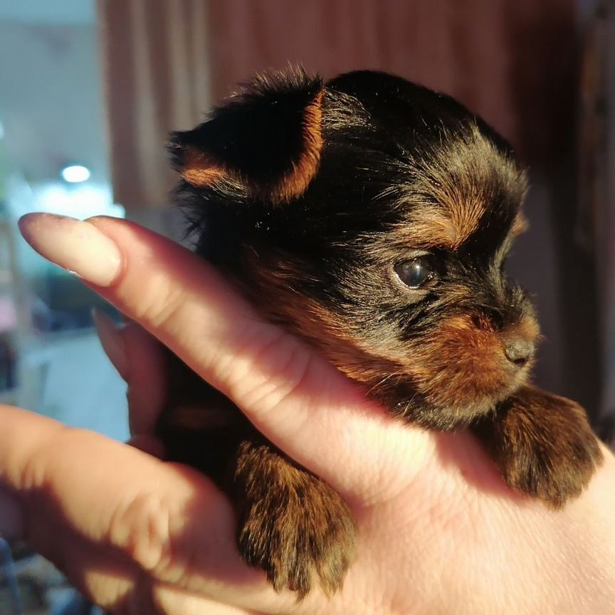 Йоркширский терьер, щенок