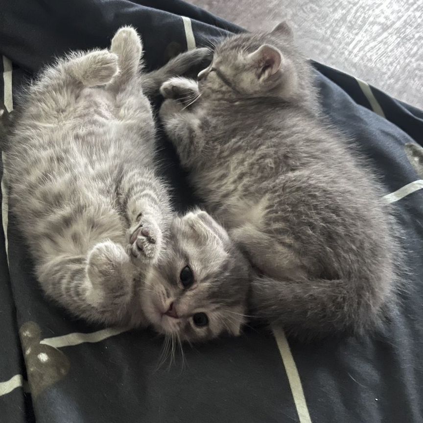 Шотландский вислоухий длинношёрстный котёнок