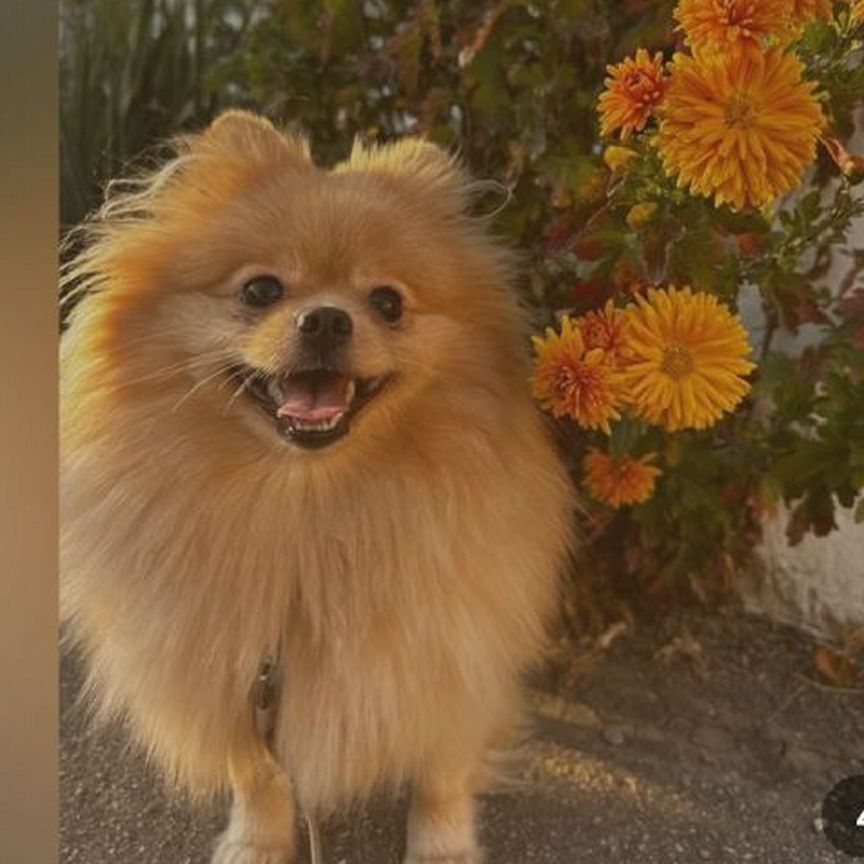 Померанский шпиц, щенок