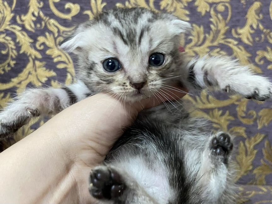 Шотландские вислоухие котята