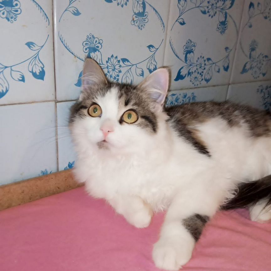 Девочки котятки в добрые руки