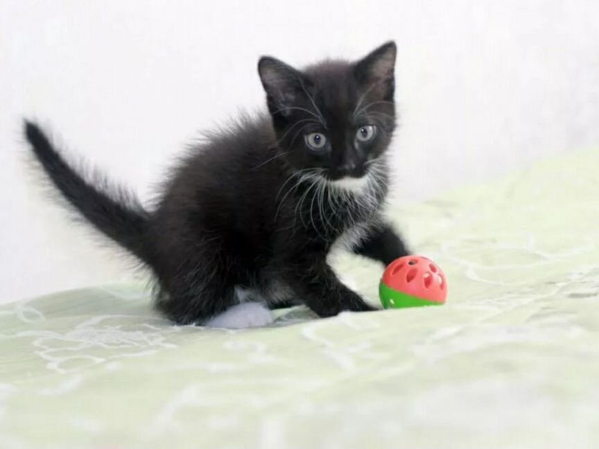 Котенок ищет дом