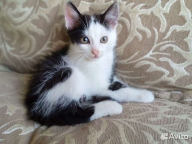 Самый ласковый котенок