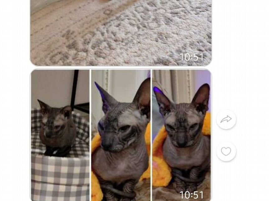 В подъезде мерзнет котик сфинкс