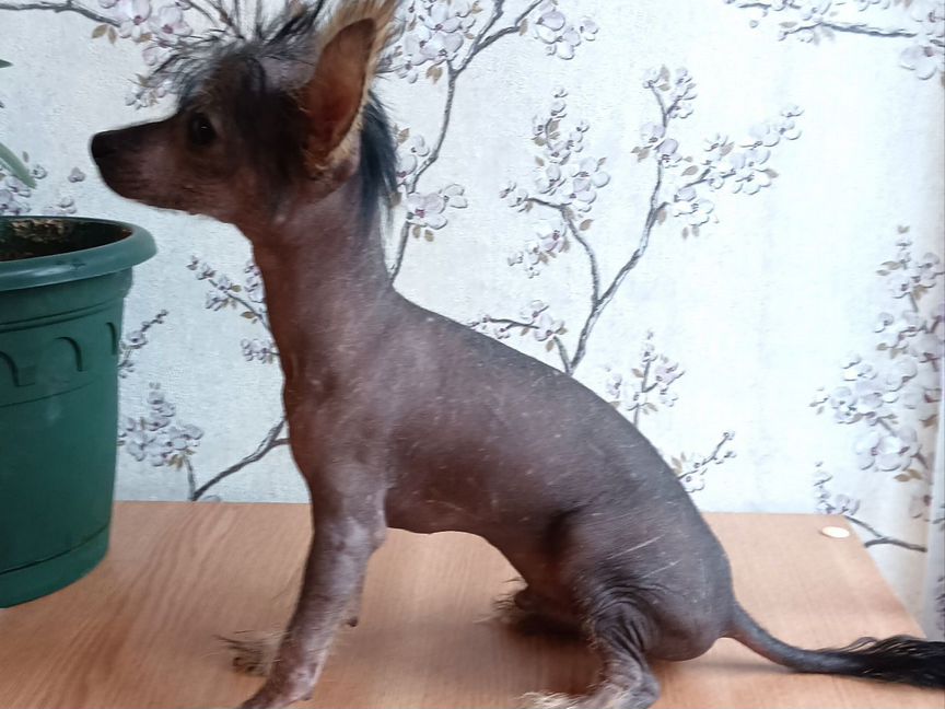 Китайская хохлатая голая