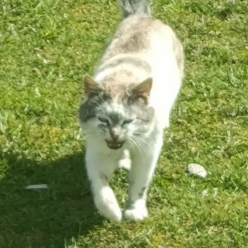 Взрослый кот в добрые руки