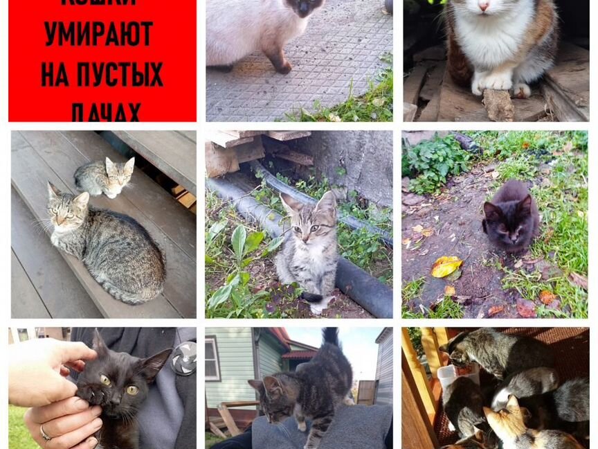 Котята и кошки смертники. Это не фигура речи