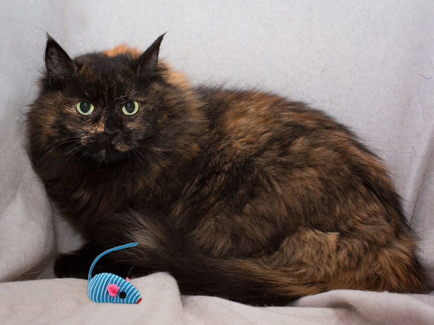 Пушистая красотка Черепашка в дар