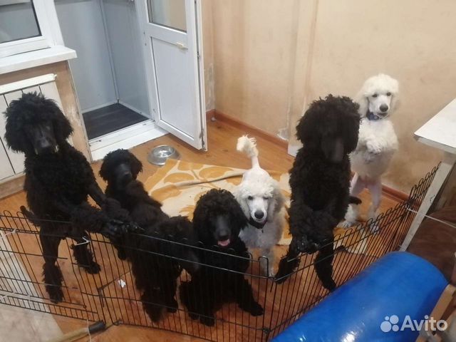 Королевский пудель