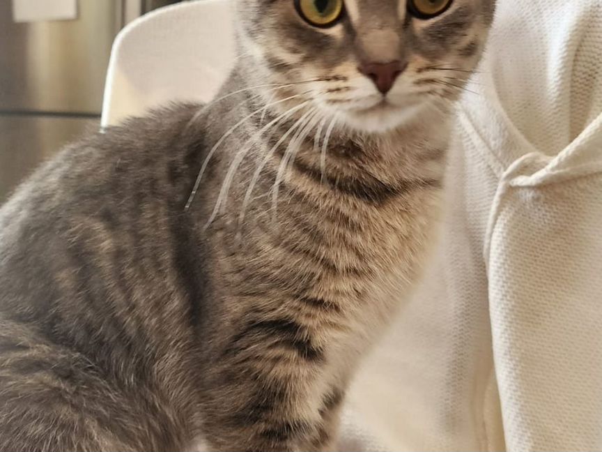 Кот в добрые руки