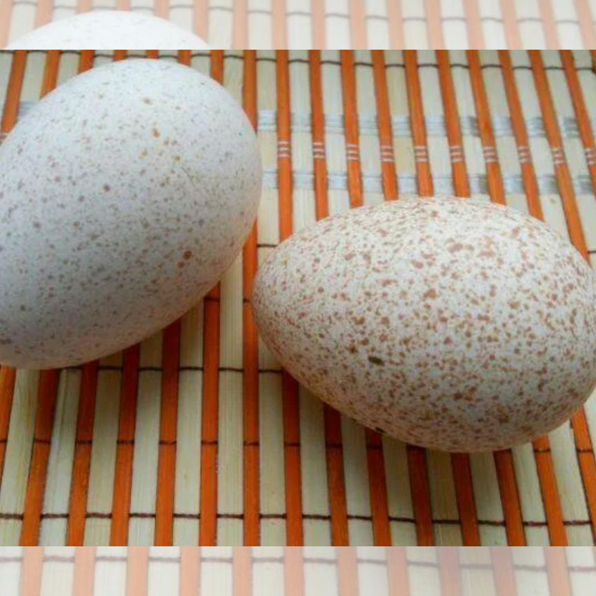 Инкубационное яйцо индейки