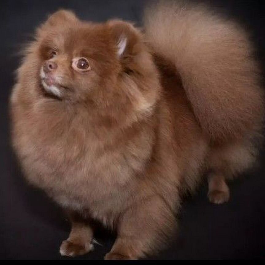 Мини шпиц ищет дом