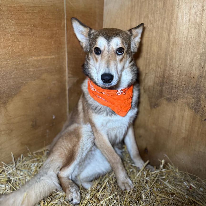 Смешная малышка Дынька ждёт хозяина в приюте