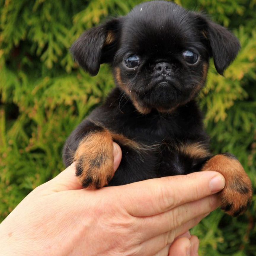 Пти-брабансон, щенок