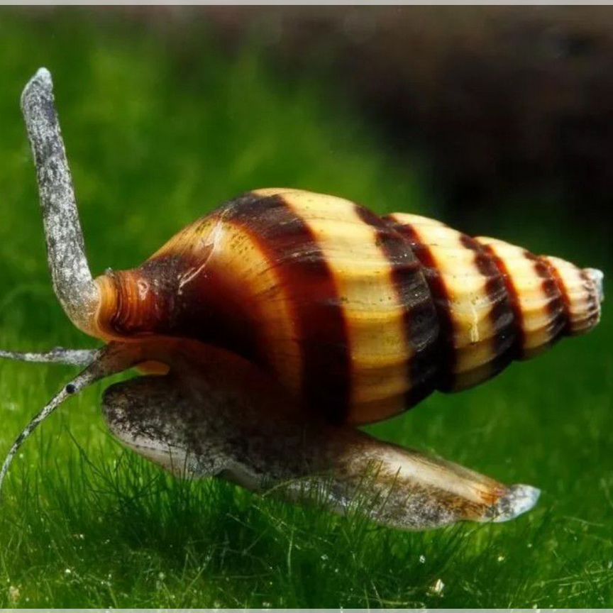 Улитки Хелены