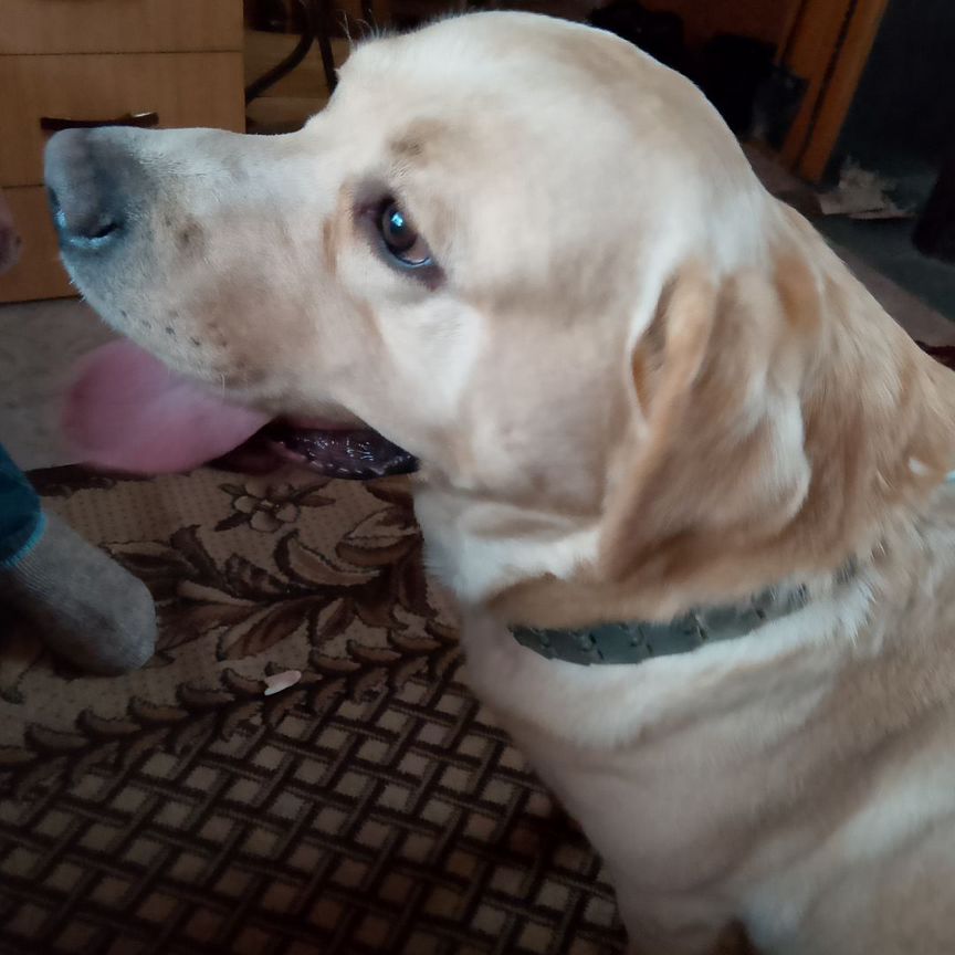 Лабрадор ищет невесту