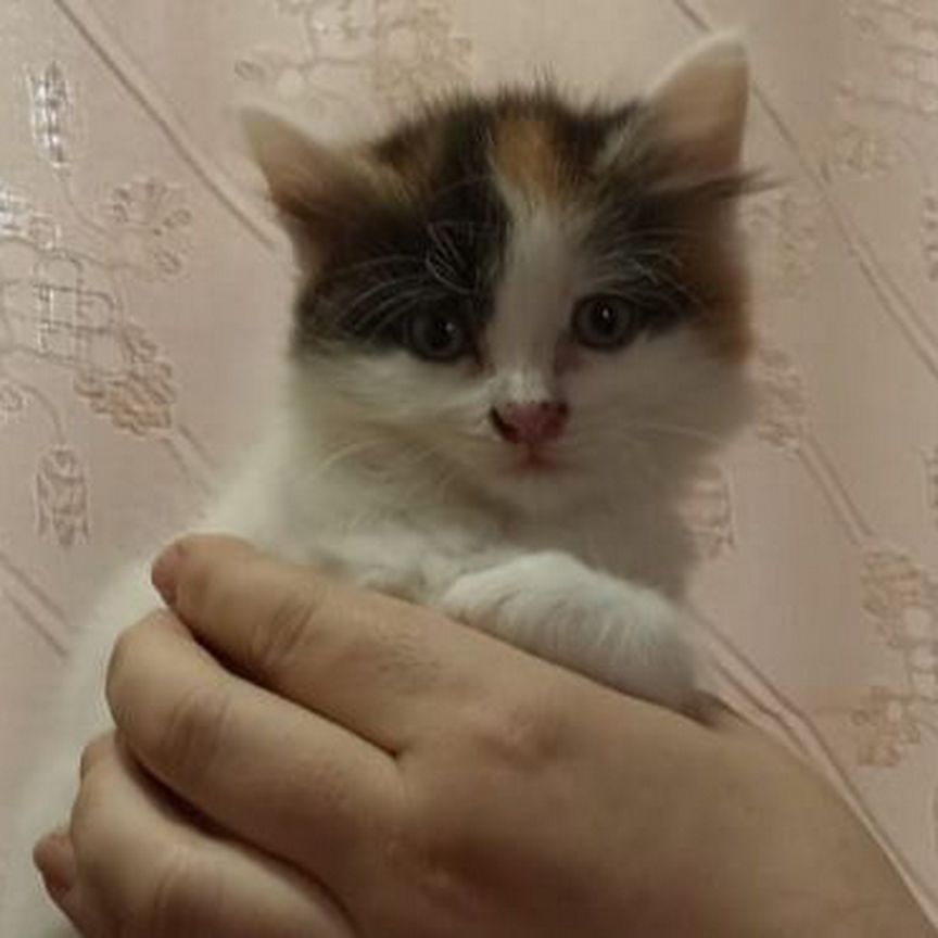 Отдам кошечку в добрые руки