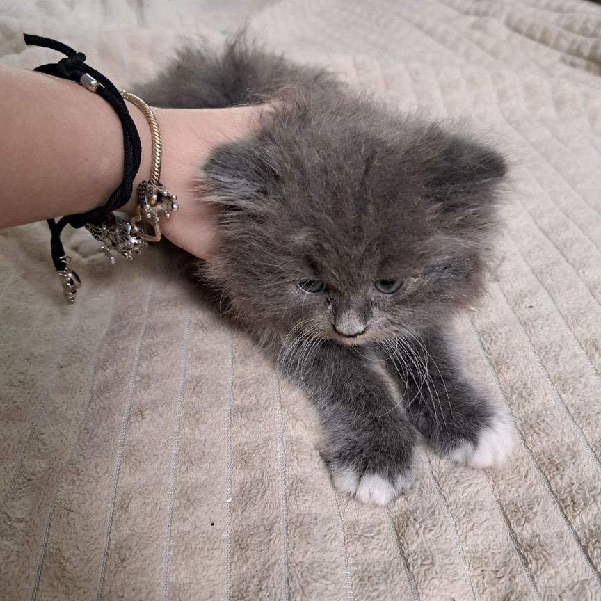 Котята в добрые руки 1 месяц