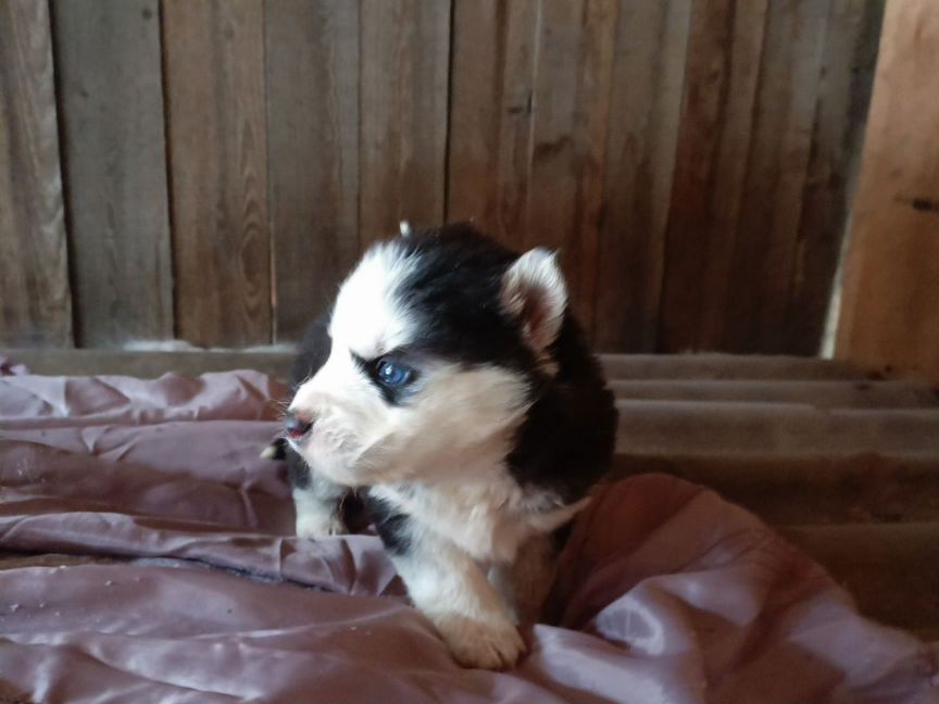 Щенки Хаски