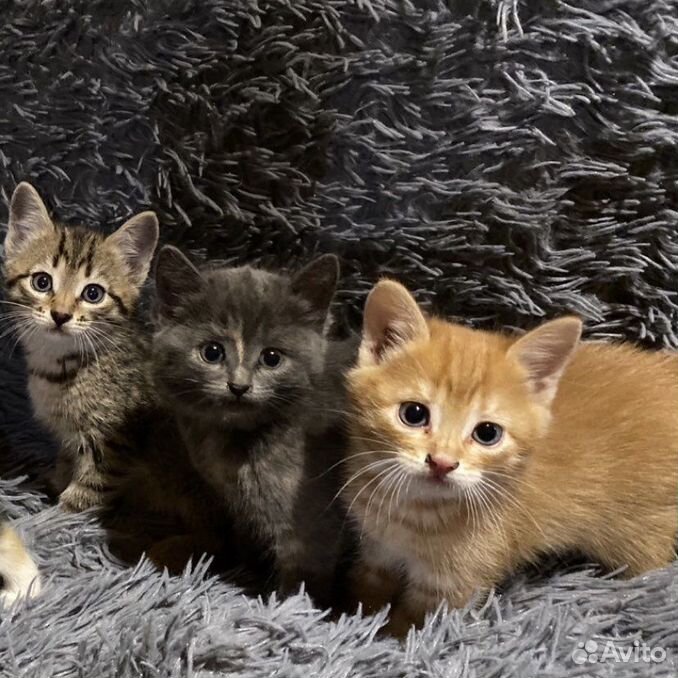 Котята от крысыловки
