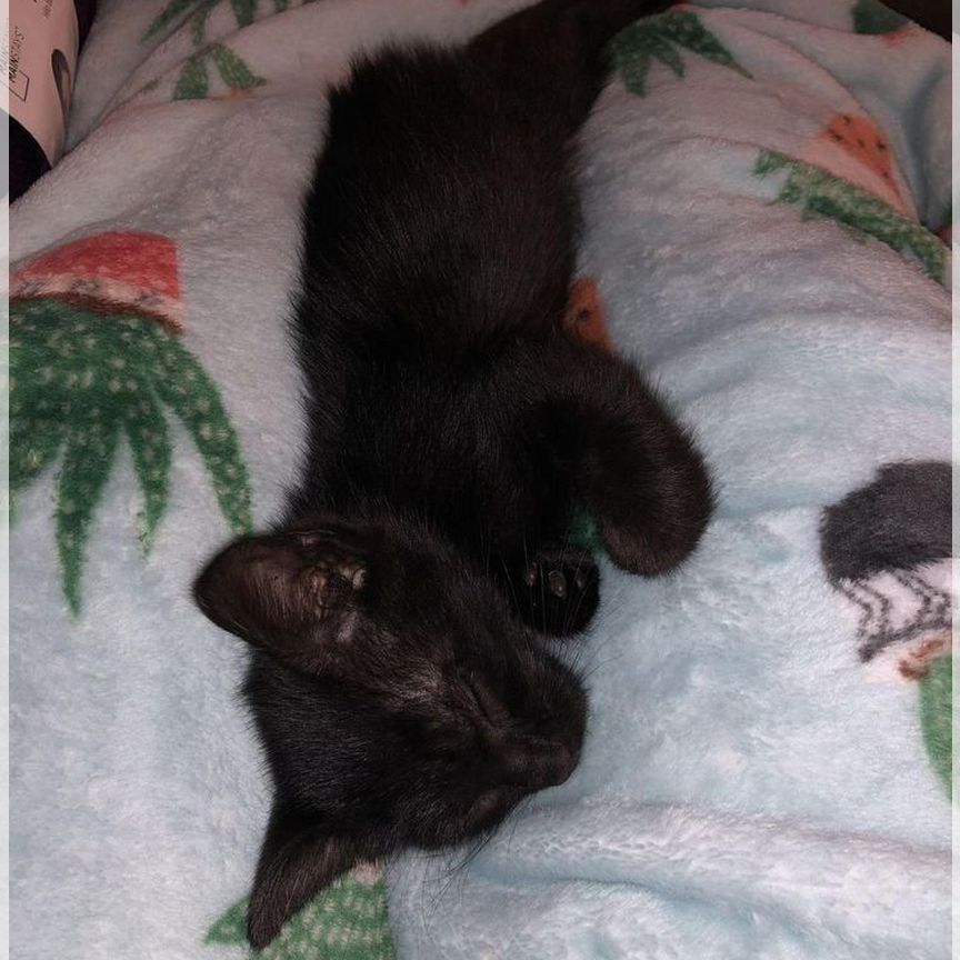 Бомбейский котёнок