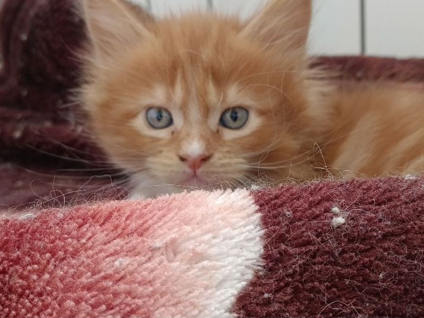 Котята мейн-кун